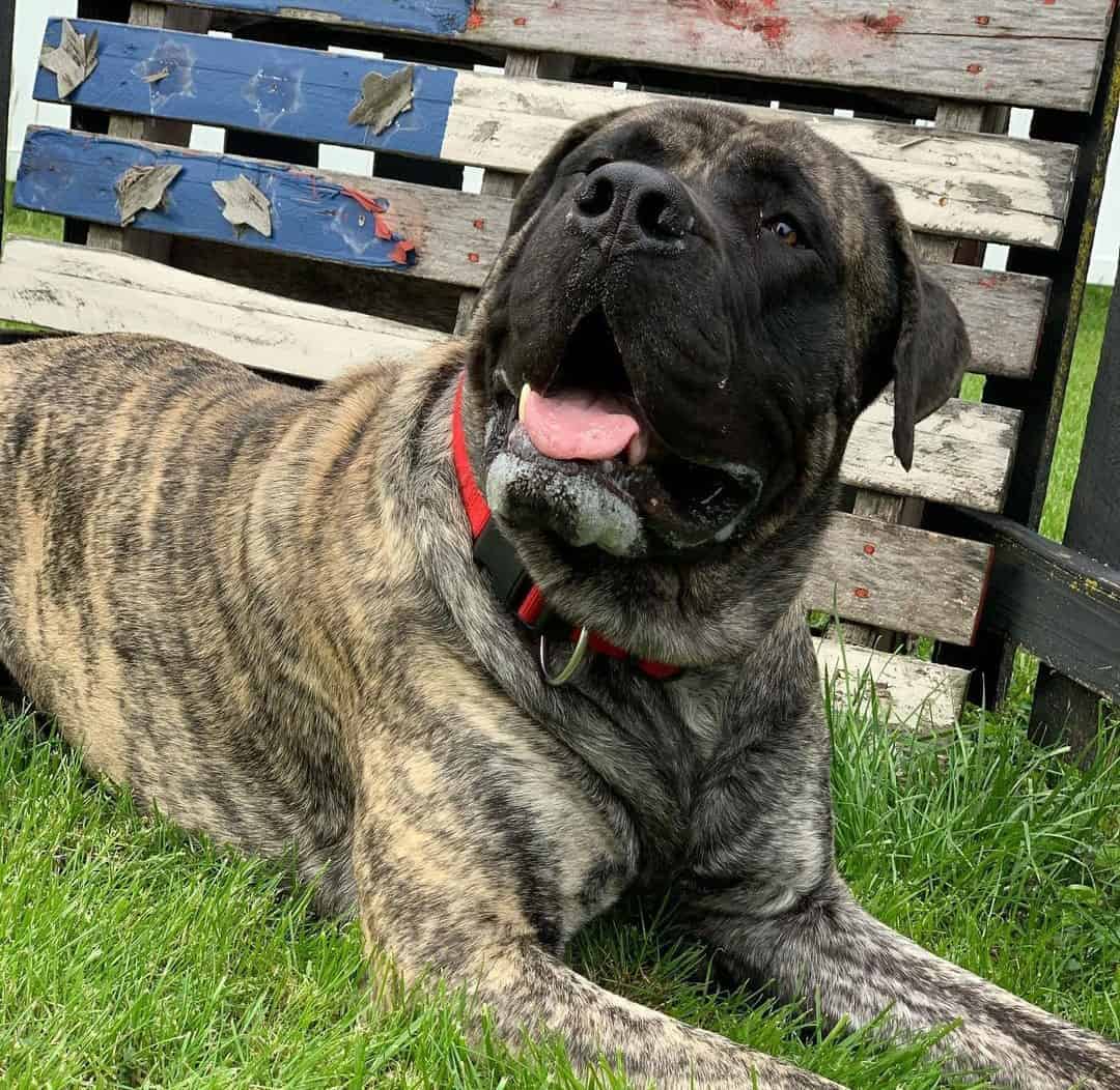 21 Awesome Brindle Dog Breeds to Bring Home - K9 Web