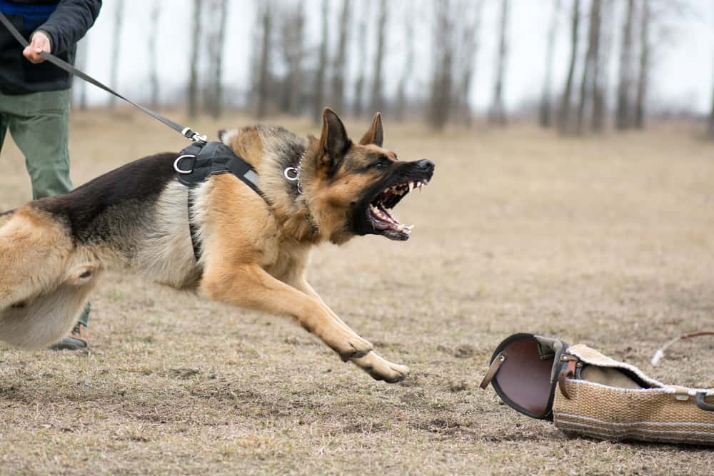 The Most Aggressive Dog Breeds You Must Be Ready For - K9 Web