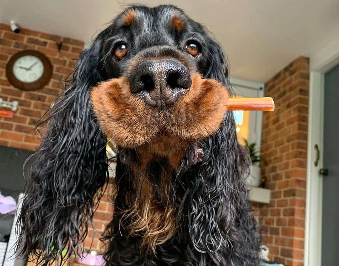 Let’s Look at These 20 Adorable Curly Haired Dogs to Bring Home - K9 Web