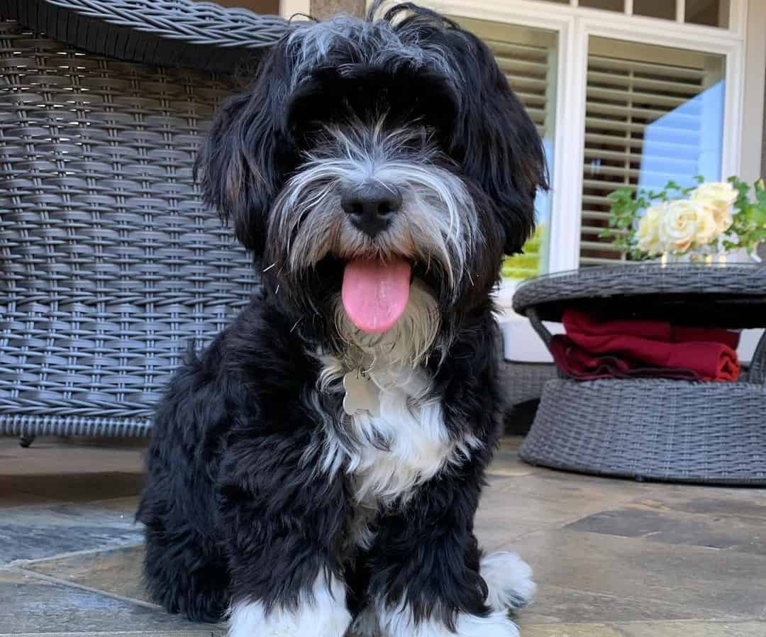 Let’s Look at These 20 Adorable Curly Haired Dogs to Bring Home - K9 Web