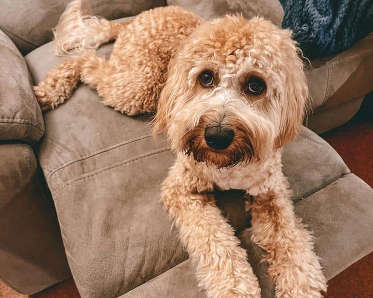 Let’s Look at These 20 Adorable Curly Haired Dogs to Bring Home - K9 Web