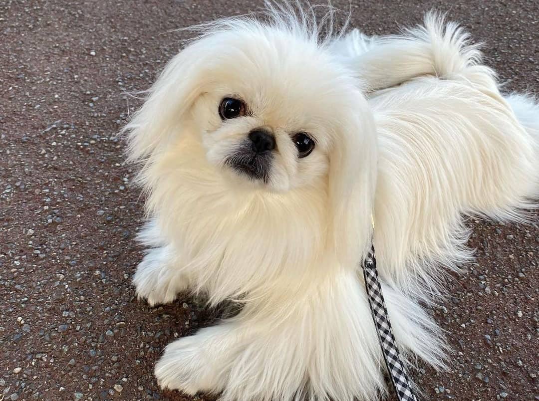 Check Out the 29 Adorable Fluffy Dog Breeds to Add to Your Family - K9 Web