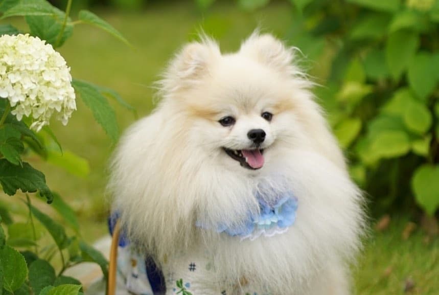 Pomeranian Price: How Much Does a Pom Puppy Cost? - K9 Web