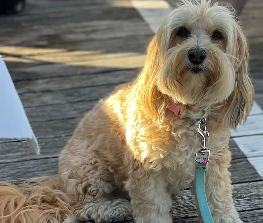 Check Out the 29 Adorable Fluffy Dog Breeds to Add to Your Family - K9 Web