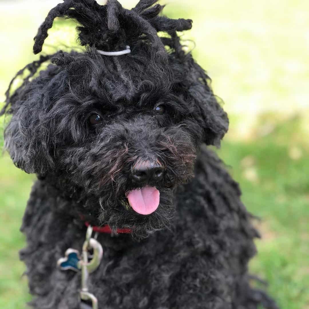 Let’s Look at These 20 Adorable Curly Haired Dogs to Bring Home - K9 Web
