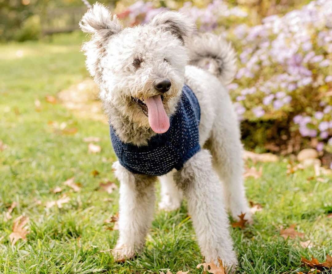 Let’s Look at These 20 Adorable Curly Haired Dogs to Bring Home - K9 Web