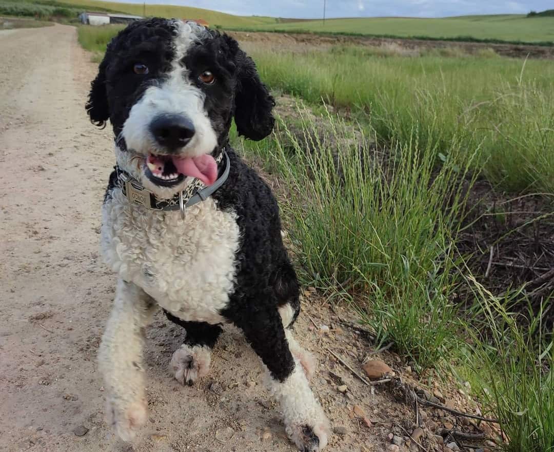 Let’s Look at These 20 Adorable Curly Haired Dogs to Bring Home - K9 Web