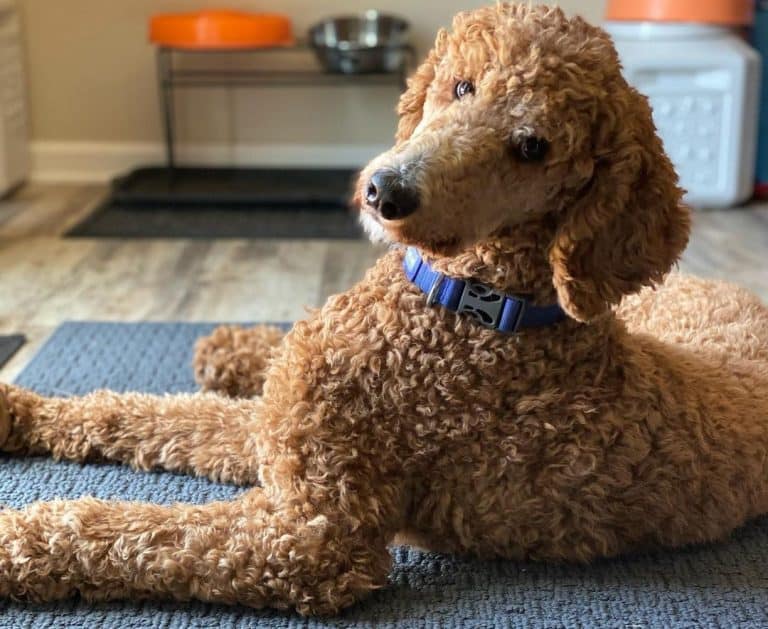 Let’s Look at These 20 Adorable Curly Haired Dogs to Bring Home - K9 Web