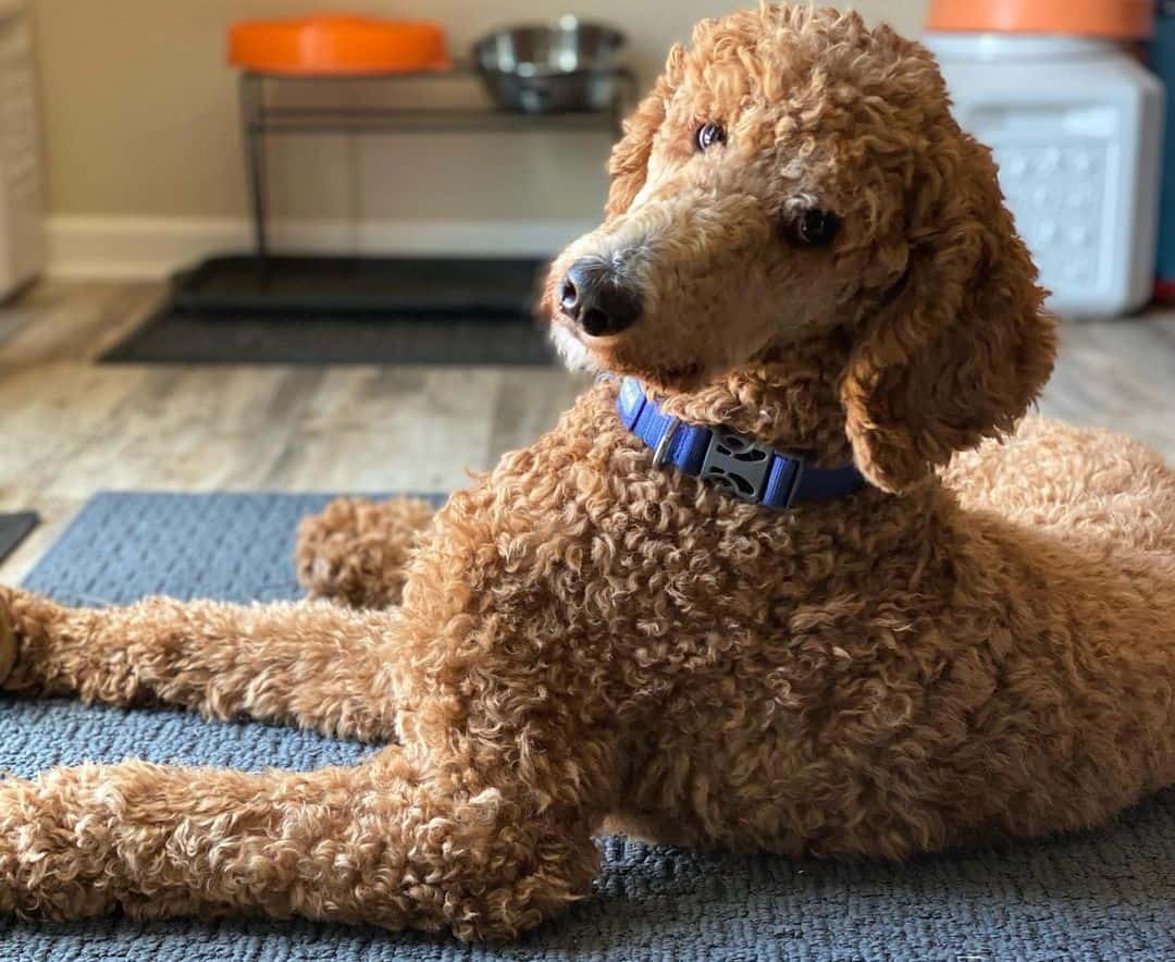 Let’s Look at These 20 Adorable Curly Haired Dogs to Bring Home - K9 Web