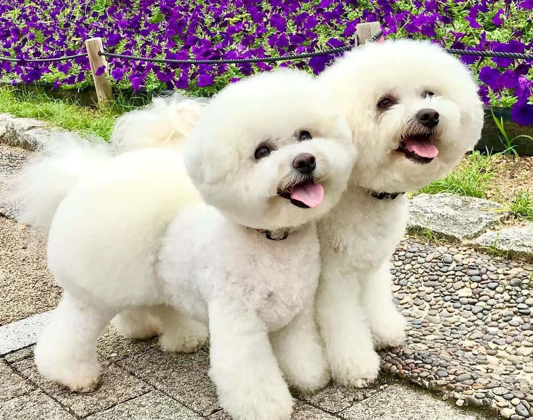 Check Out the 29 Adorable Fluffy Dog Breeds to Add to Your Family - K9 Web