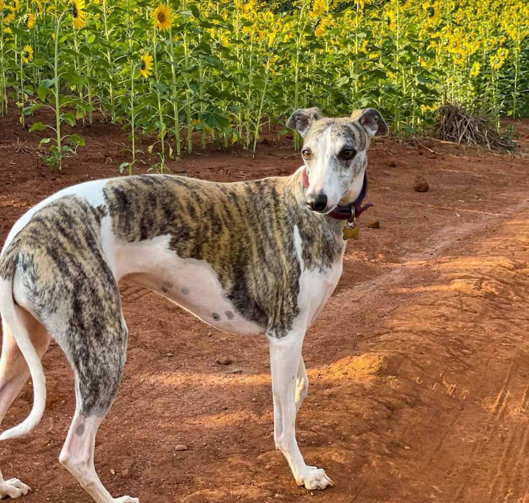 21 Awesome Brindle Dog Breeds to Bring Home - K9 Web