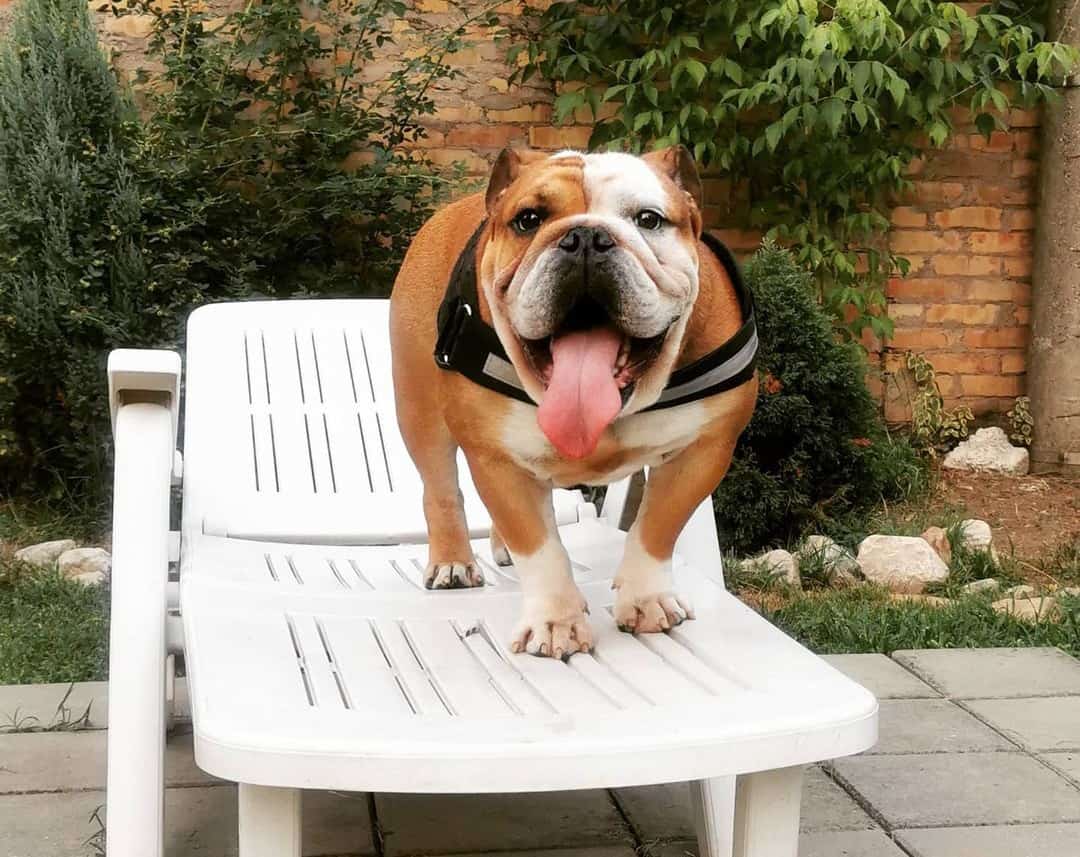 What are the Friendliest Dog Breeds to Bring Home to Your Family? - K9 Web