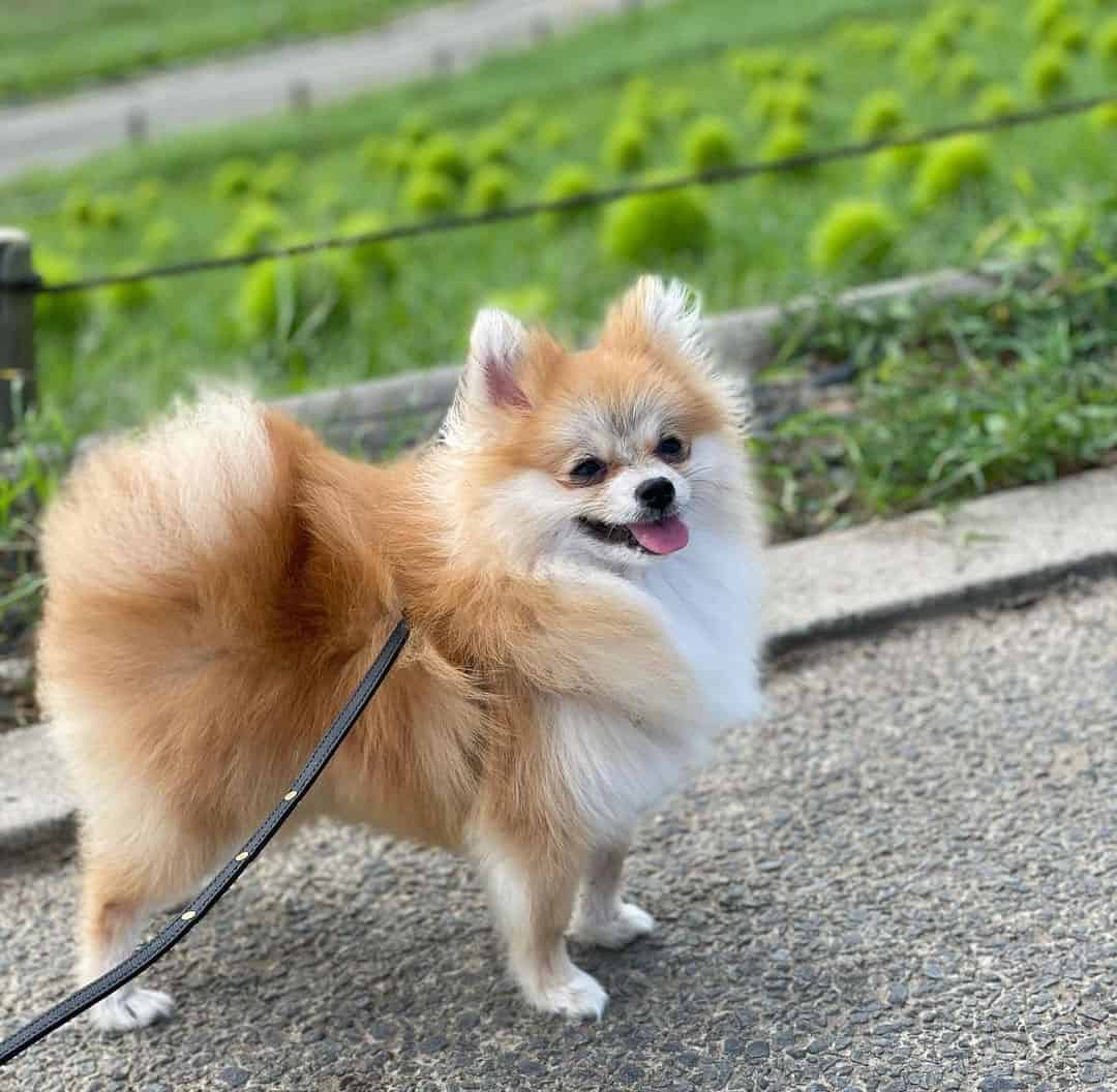 18 of the Most Adorable Dogs that Look Like Foxes - K9 Web