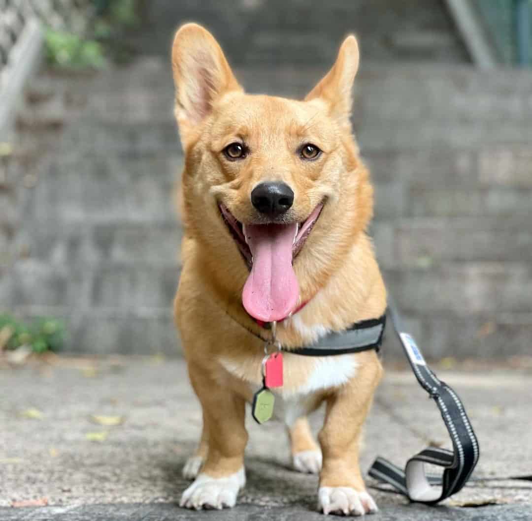 18 of the Most Adorable Dogs that Look Like Foxes - K9 Web