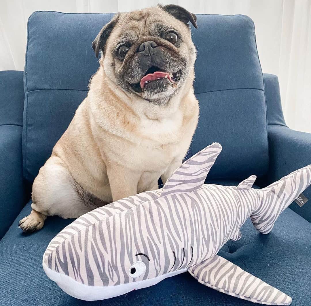 What are Some of the Best Therapy Dog Breeds? - K9 Web