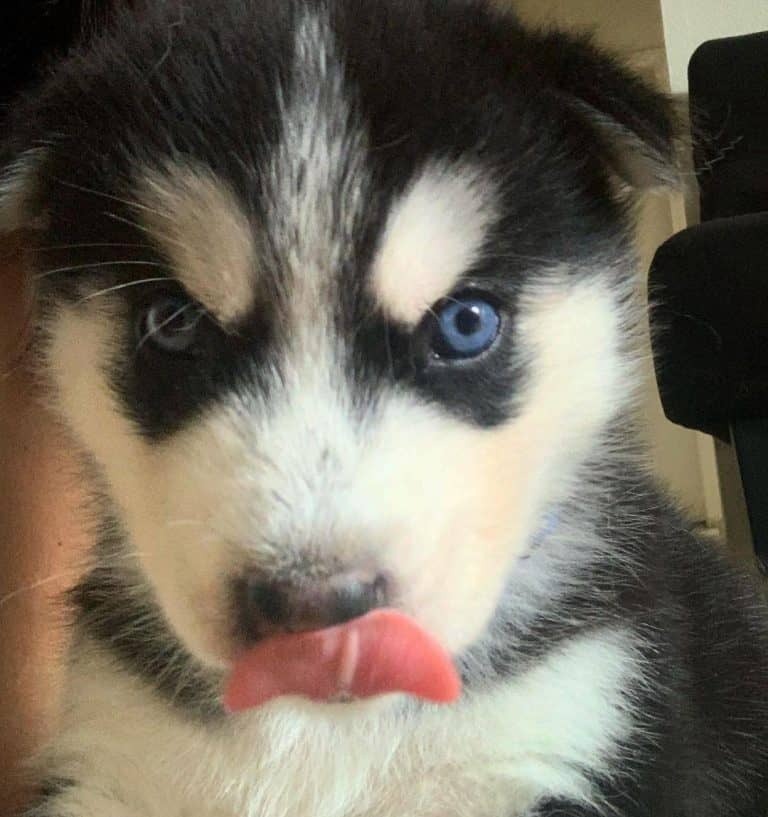 Siberian Husky Growth and Weight Chart (Male & Female) – The Complete ...