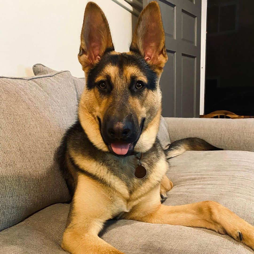 German Shepherd Price: How Much Does a GSD Puppy Cost? - K9 Web