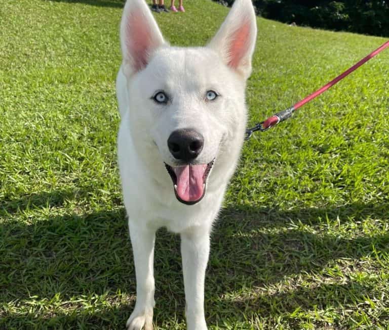 Siberian Husky Growth and Weight Chart (Male & Female) – The Complete ...