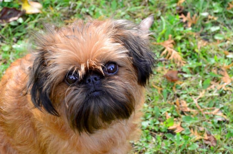 Everything You Need To Know About The Affectionate Brussels Griffon ...