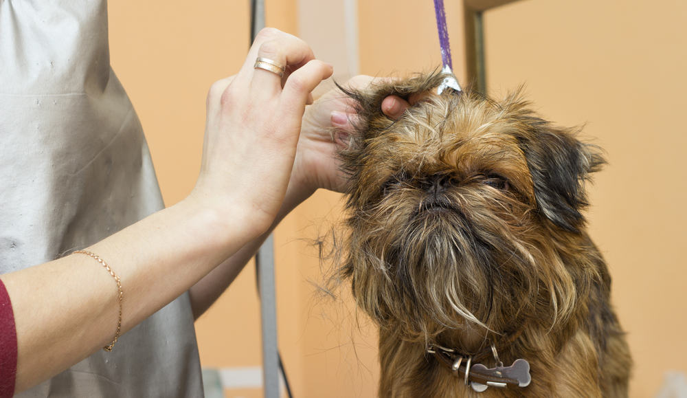 Everything You Need To Know About The Affectionate Brussels Griffon ...