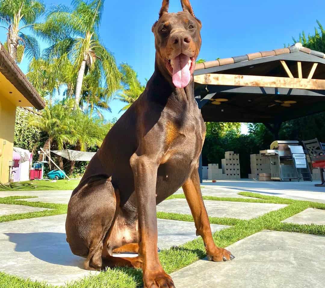 17 of the Best Large Dog Breeds for Families To Consider - K9 Web