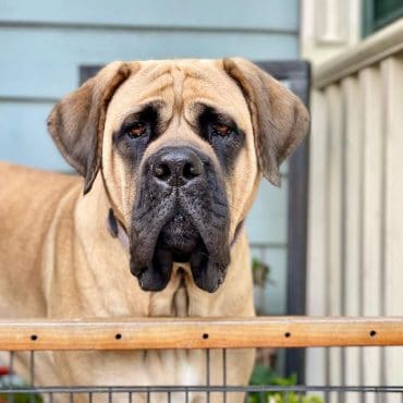 20 Dogs With The Strongest Bite Force That Will Amaze You - K9 Web