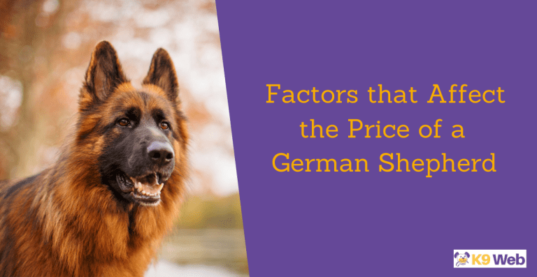 German Shepherd Price: How Much Will You Pay for a Purebred GSD? - K9 Web