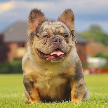 What is a Fluffy Frenchie and Where Do I Get One of These Dogs? - K9 Web