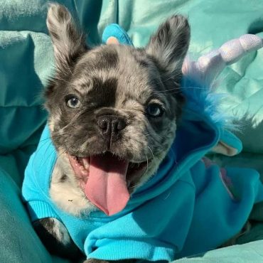 Fluffy Frenchie Dog Breed: Is a Fluffy French Bulldog Rare? - K9 Web