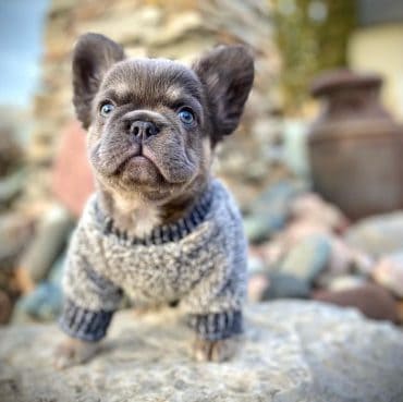 Fluffy Frenchie Dog Breed: Is a Fluffy French Bulldog Rare? - K9 Web