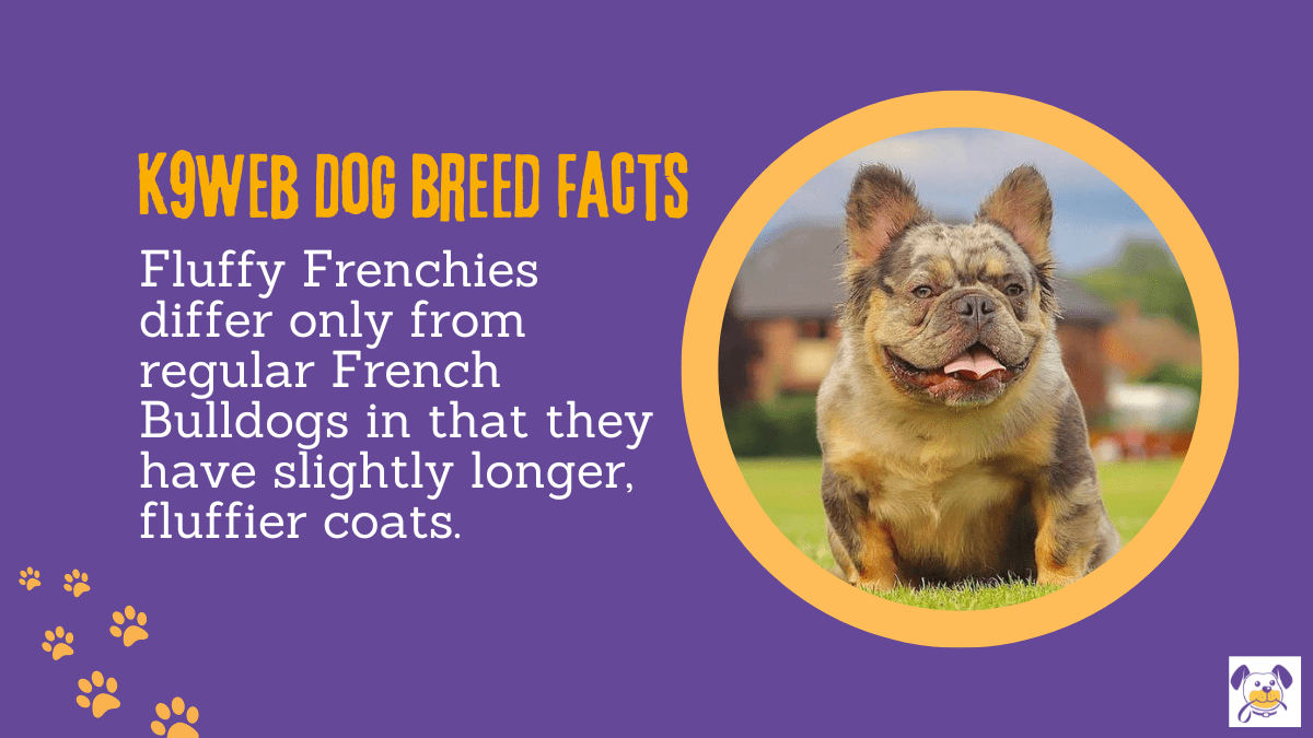 Fluffy Frenchie Dog Breed: Is a Fluffy French Bulldog Rare? - K9 Web