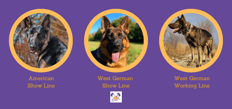 Types of German Shepherds: 5 Different Types of GSD Lines - K9 Web