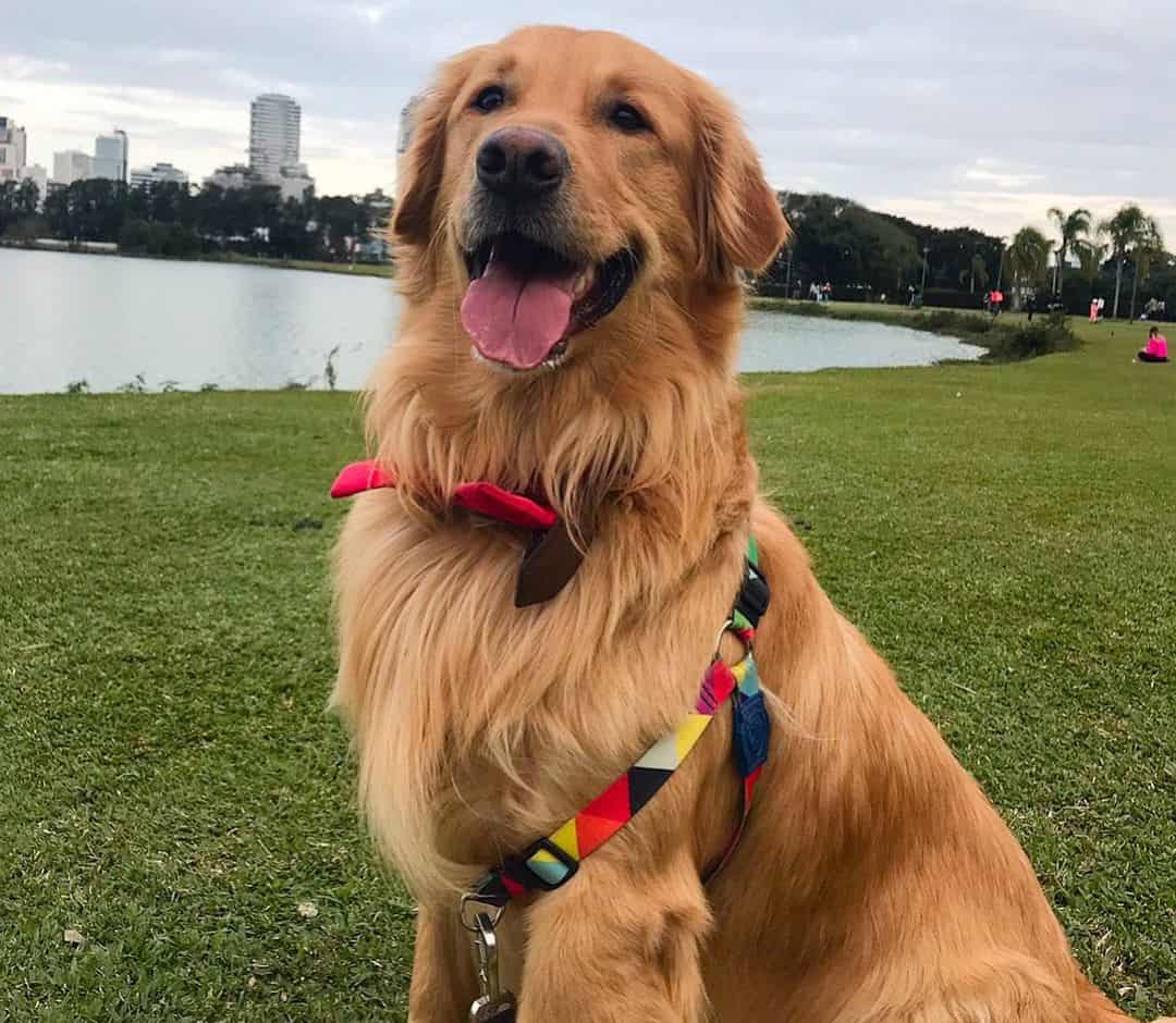 17 of the Best Large Dog Breeds for Families To Consider - K9 Web