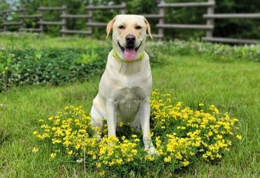 17 of the Best Large Dog Breeds for Families To Consider - K9 Web