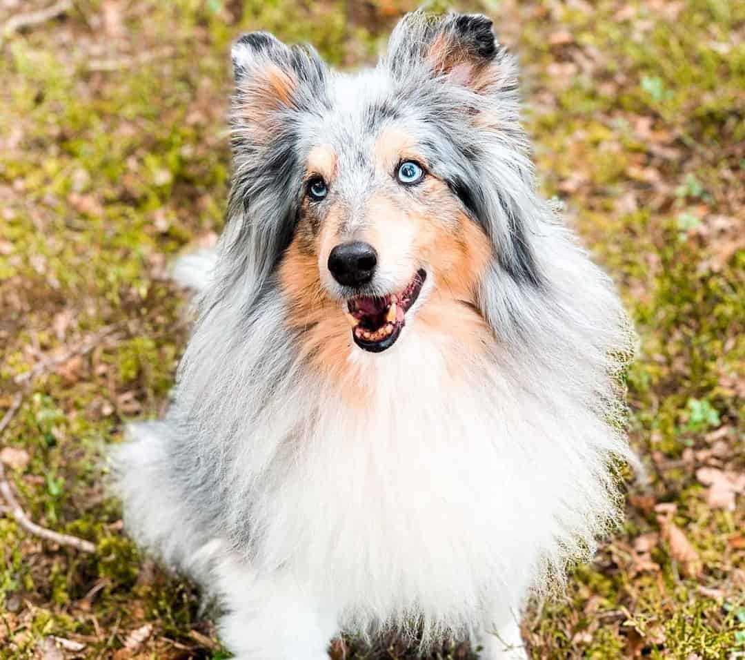12 Beautiful Dog Breeds with Blue Eyes that Will Have You in Awe - K9 Web