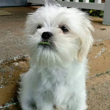 Everything You Need To Know About The Affectionate Brussels Griffon ...