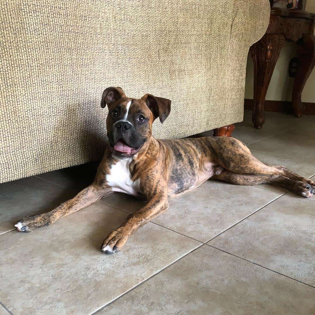 Boxer Growth and Weight Chart (Male & Female) – The Complete Guide - K9 Web