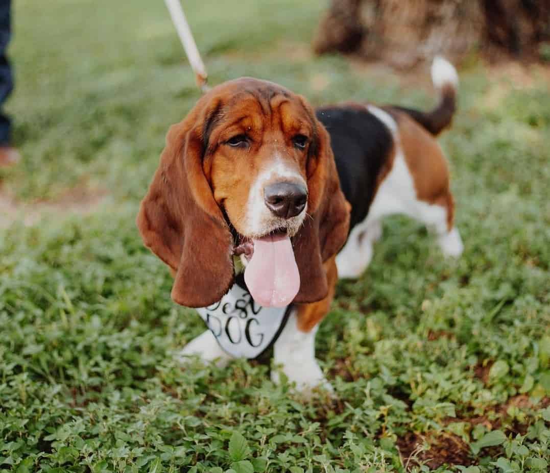 21 of the Most Popular Low-Energy Dog Breeds - K9 Web