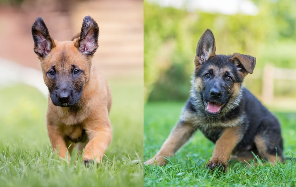 Belgian Malinois Vs German Shepherd Which Is The Best Family Dog For