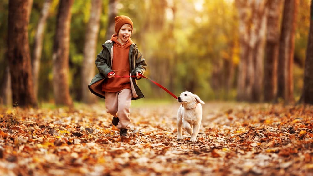 23 of the Best Dog Breeds for Running: Which One is Right for You? - K9 Web