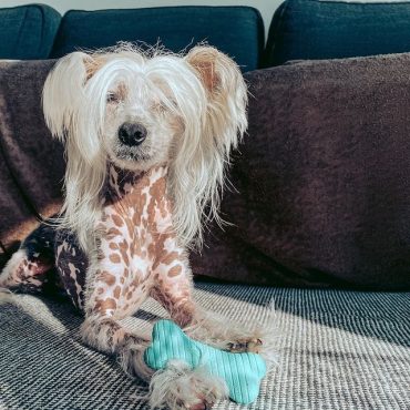 21 of the Most Popular Low-Energy Dog Breeds - K9 Web