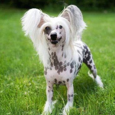 Say Hello to the 25 Fascinating Spotted Dog Breeds - K9 Web