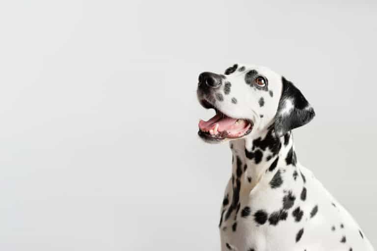 Say Hello to the 25 Fascinating Spotted Dog Breeds - K9 Web