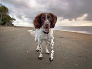 Say Hello to the 25 Fascinating Spotted Dog Breeds - K9 Web