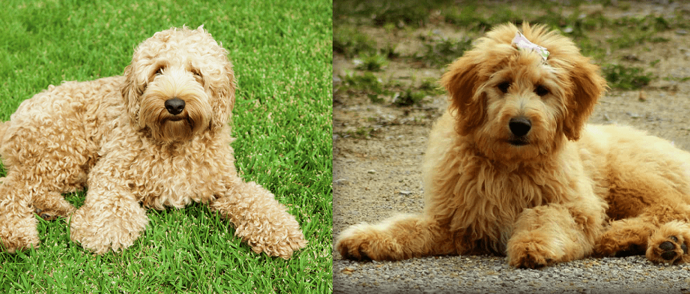 Labradoodle vs. Goldendoodle: Which One is Better? - K9 Web