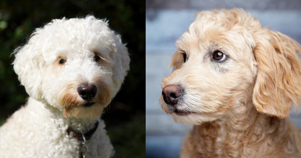 Labradoodle vs. Goldendoodle: Which One is Better? - K9 Web