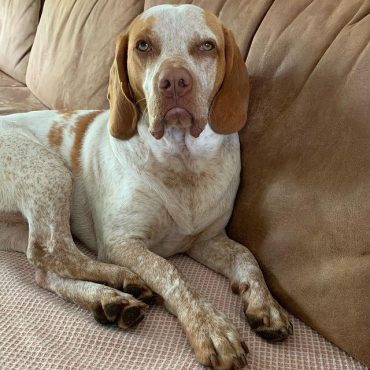 Say Hello to the 25 Fascinating Spotted Dog Breeds - K9 Web