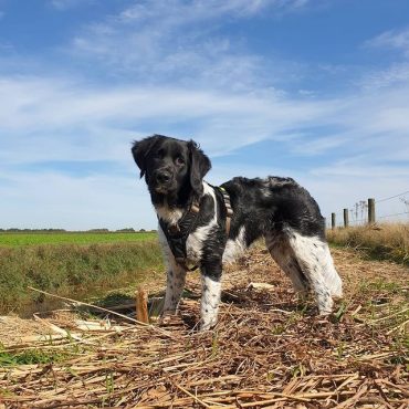 Say Hello to the 25 Fascinating Spotted Dog Breeds - K9 Web