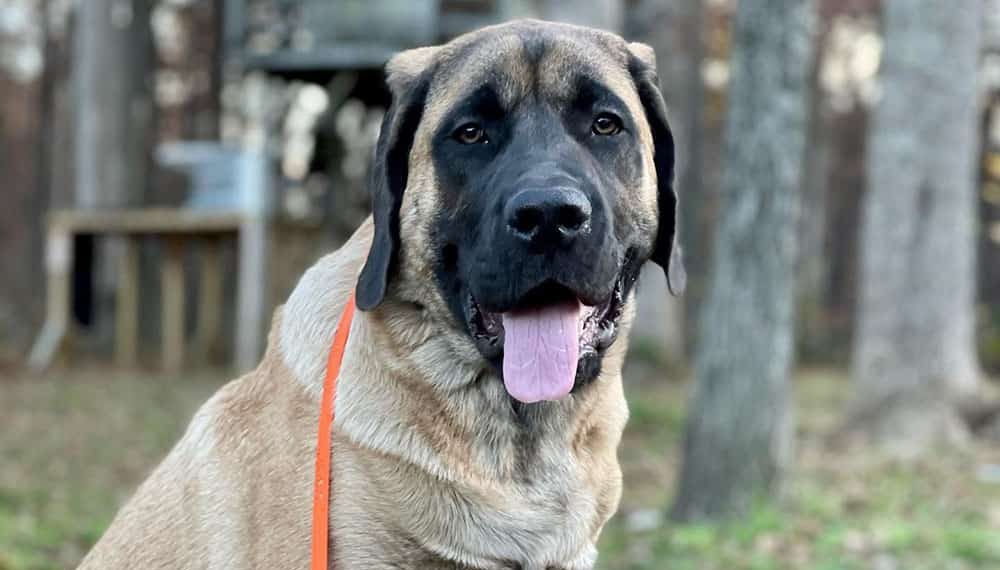 Types of Mastiffs: 23 Different Mastiff Dog Breeds - K9 Web
