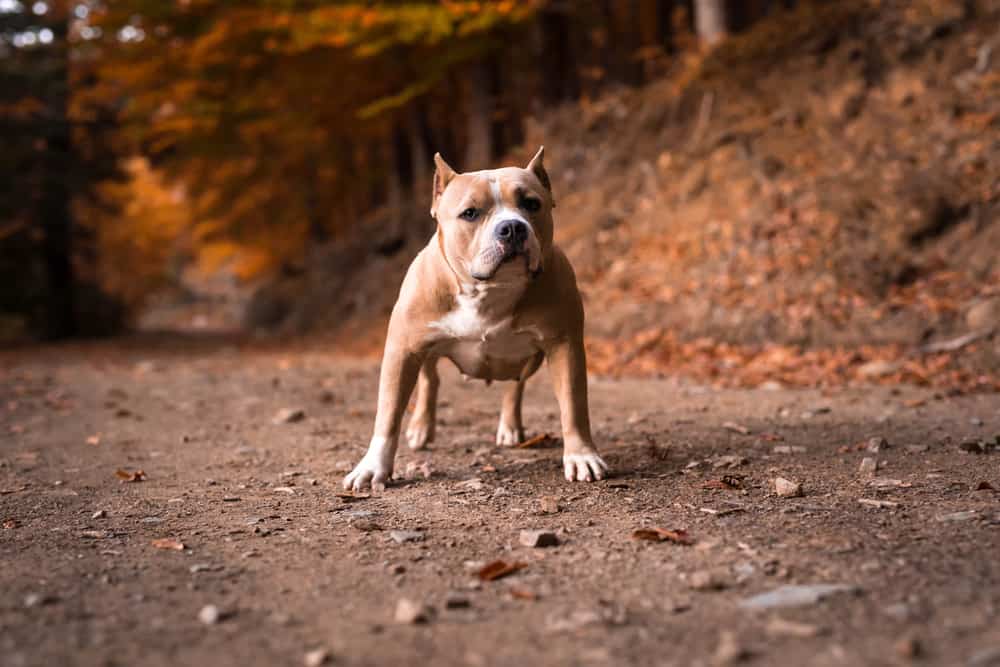 American Bully Growth and Weight Chart (Male & Female) - K9 Web